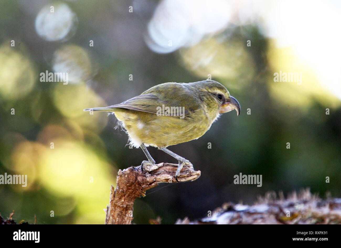 Maui parrotbill hawaiian islands hi-res stock photography and images ...