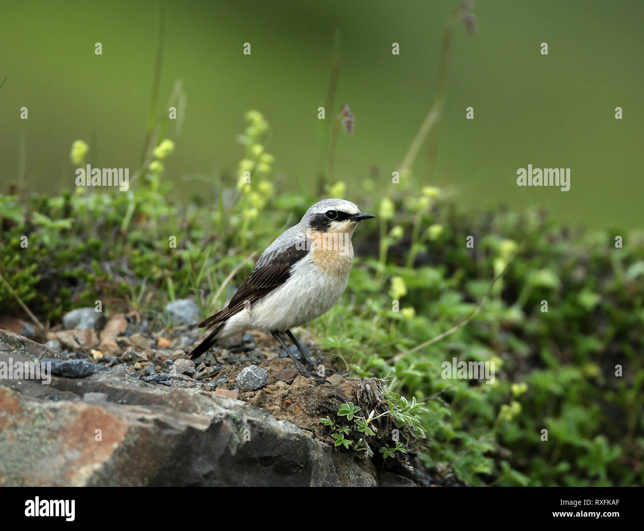 Northern wheatear iceland hi-res stock photography and images - Alamy