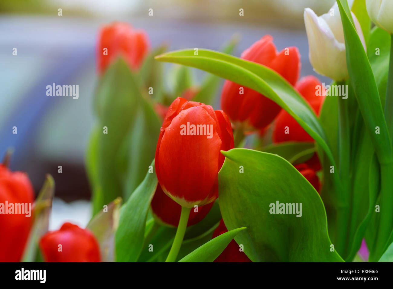 Spring flower with red tulip flowers with green background Stock Photo ...