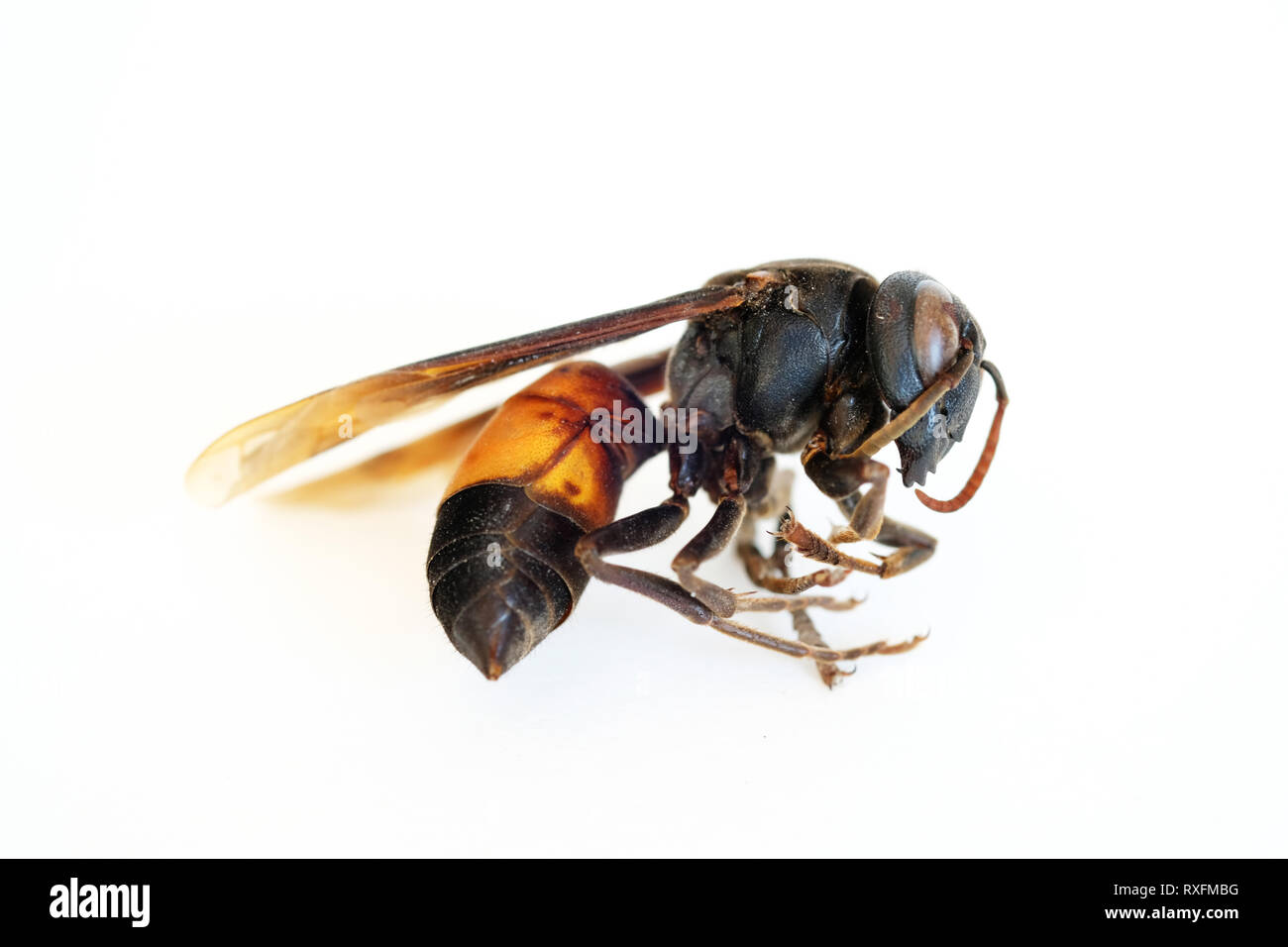 Wasps fight each other until death is the scene for illustration Stock ...