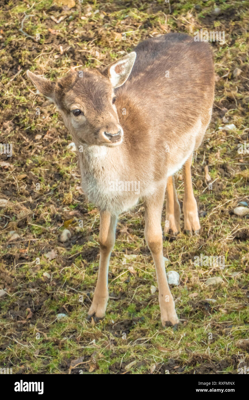 A fallow deer (Dama dama) fawn (calf) on the Rapperswil Castle hill, in ...
