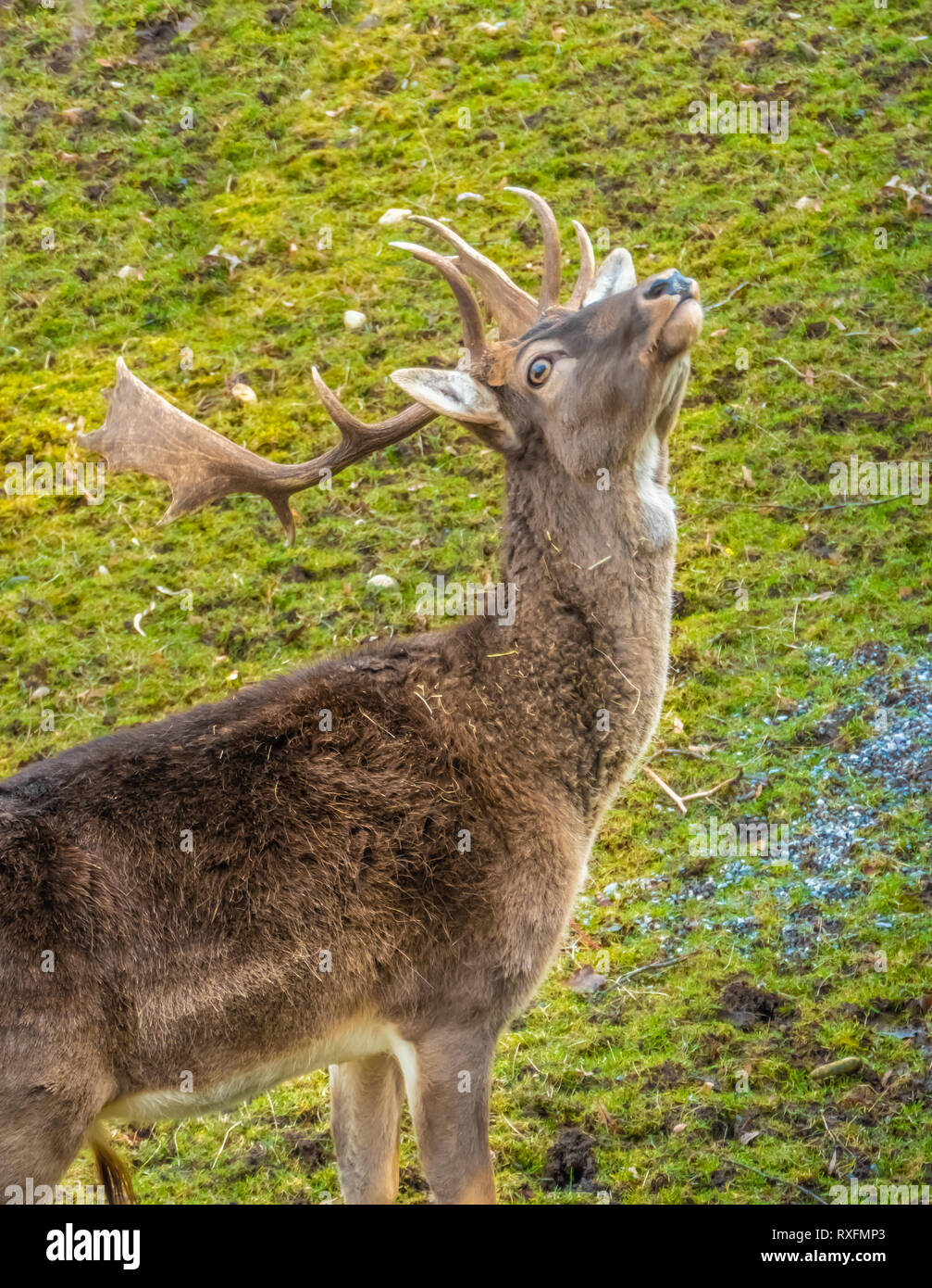 A fallow deer (Dama dama) buck on the Rapperswil Castle hill, in ...