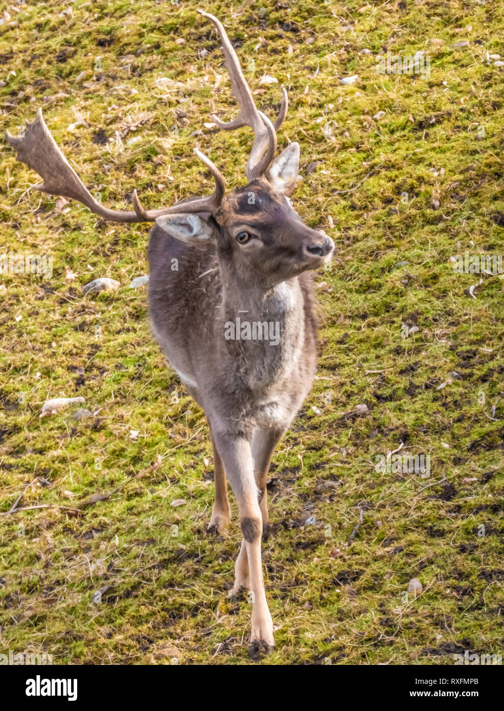 A fallow deer (Dama dama) buck on the Rapperswil Castle hill, in ...