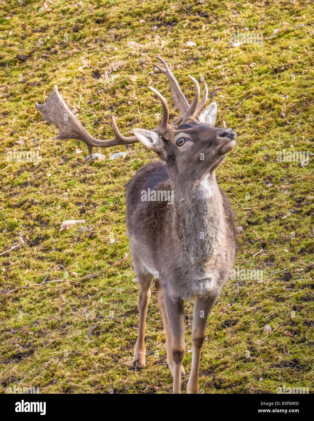 A fallow deer (Dama dama) buck on the Rapperswil Castle hill, in ...