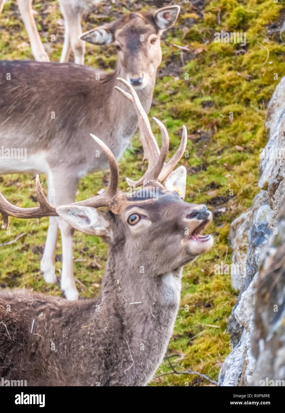 A fallow deer (Dama dama) buck on the Rapperswil Castle hill, in ...
