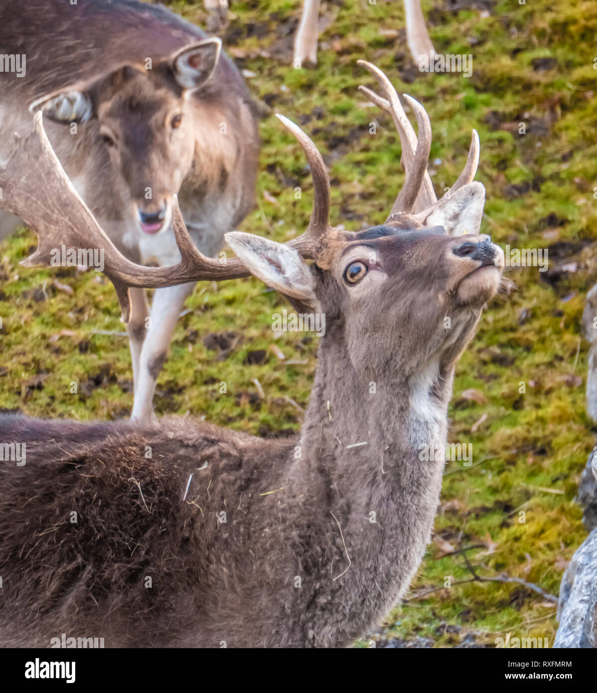 A fallow deer (Dama dama) buck on the Rapperswil Castle hill, in ...