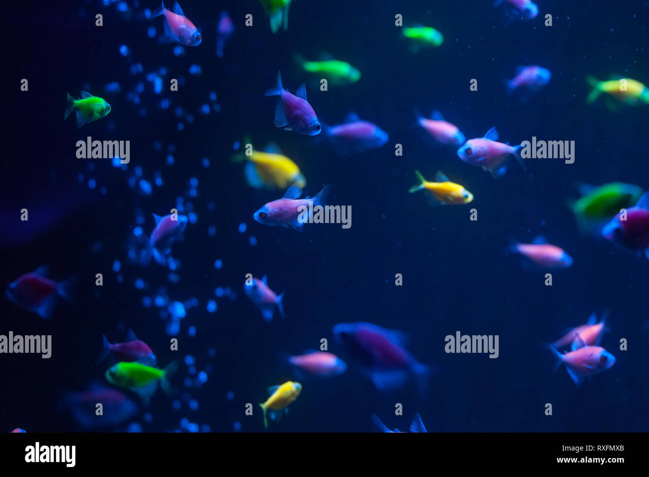 Small colorful fish underwater. Glofish close up Stock Photo - Alamy