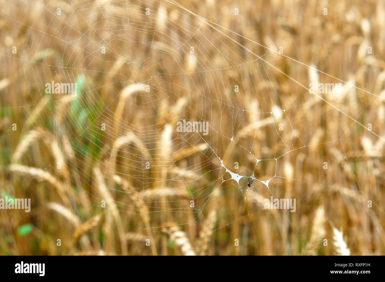 Harvest spider hi-res stock photography and images - Alamy