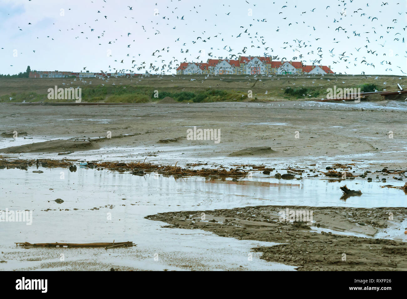 human pollution of nature, flocks of birds in contaminated areas Stock ...