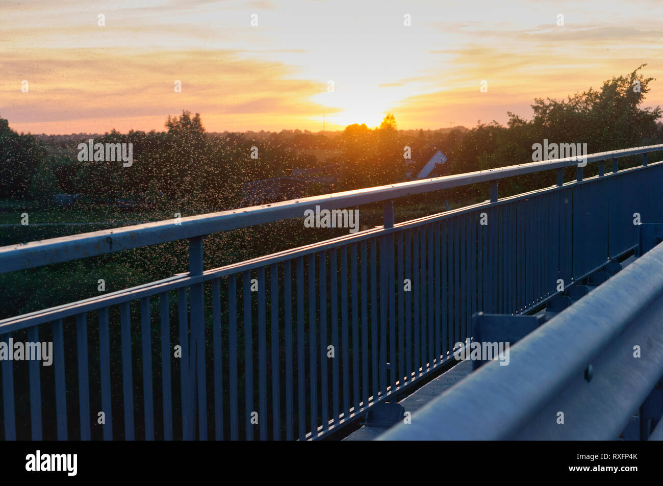 Flock midges flying sunset on hi-res stock photography and images - Alamy