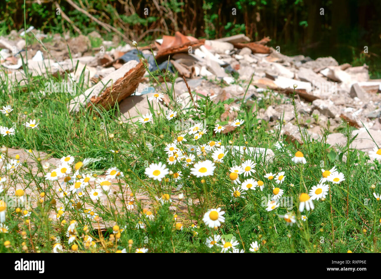 garbage in the forest among flowers, pollution of nature by man Stock ...