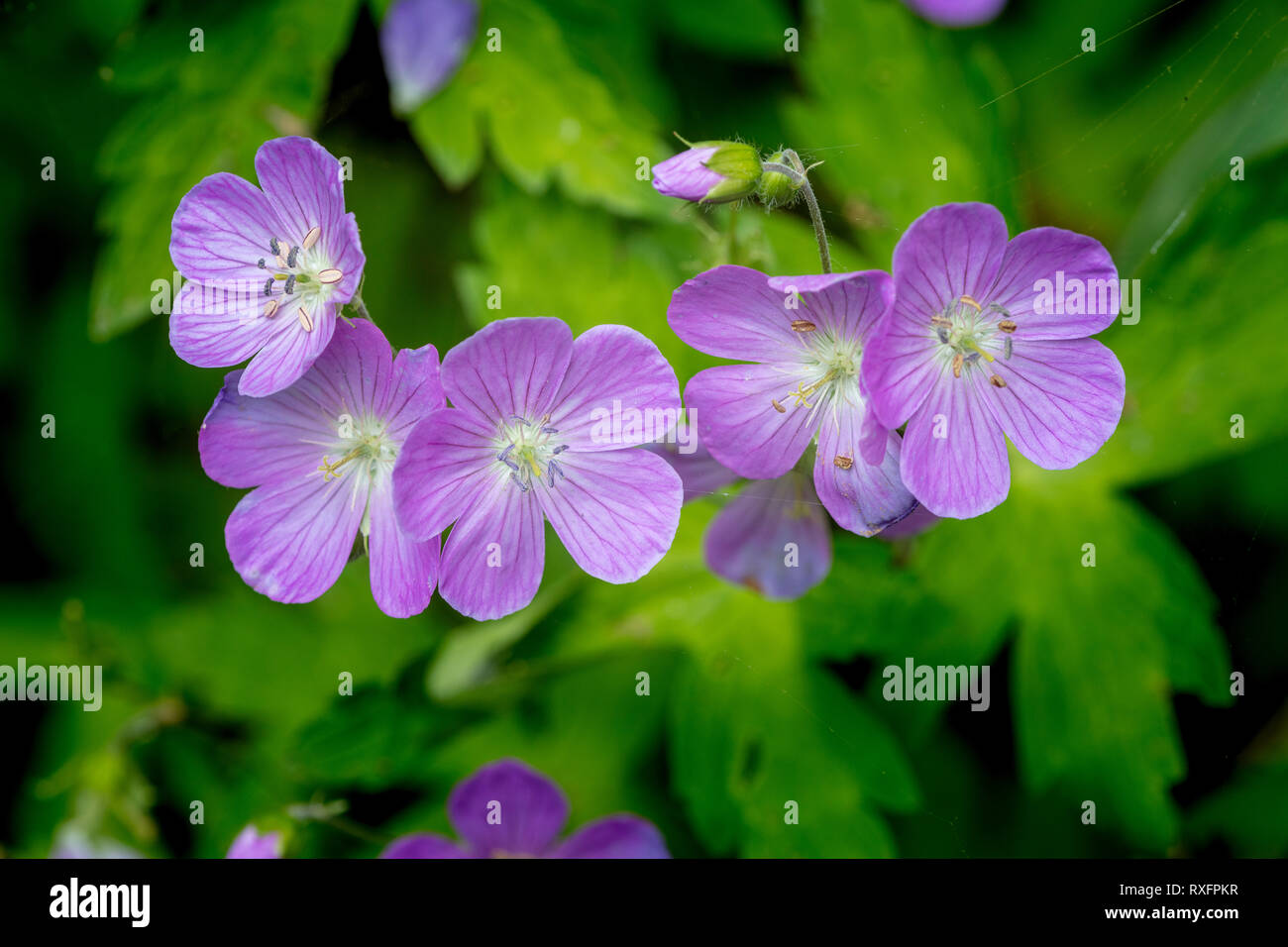 Geranium Maculatum High Resolution Stock Photography and Images - Alamy