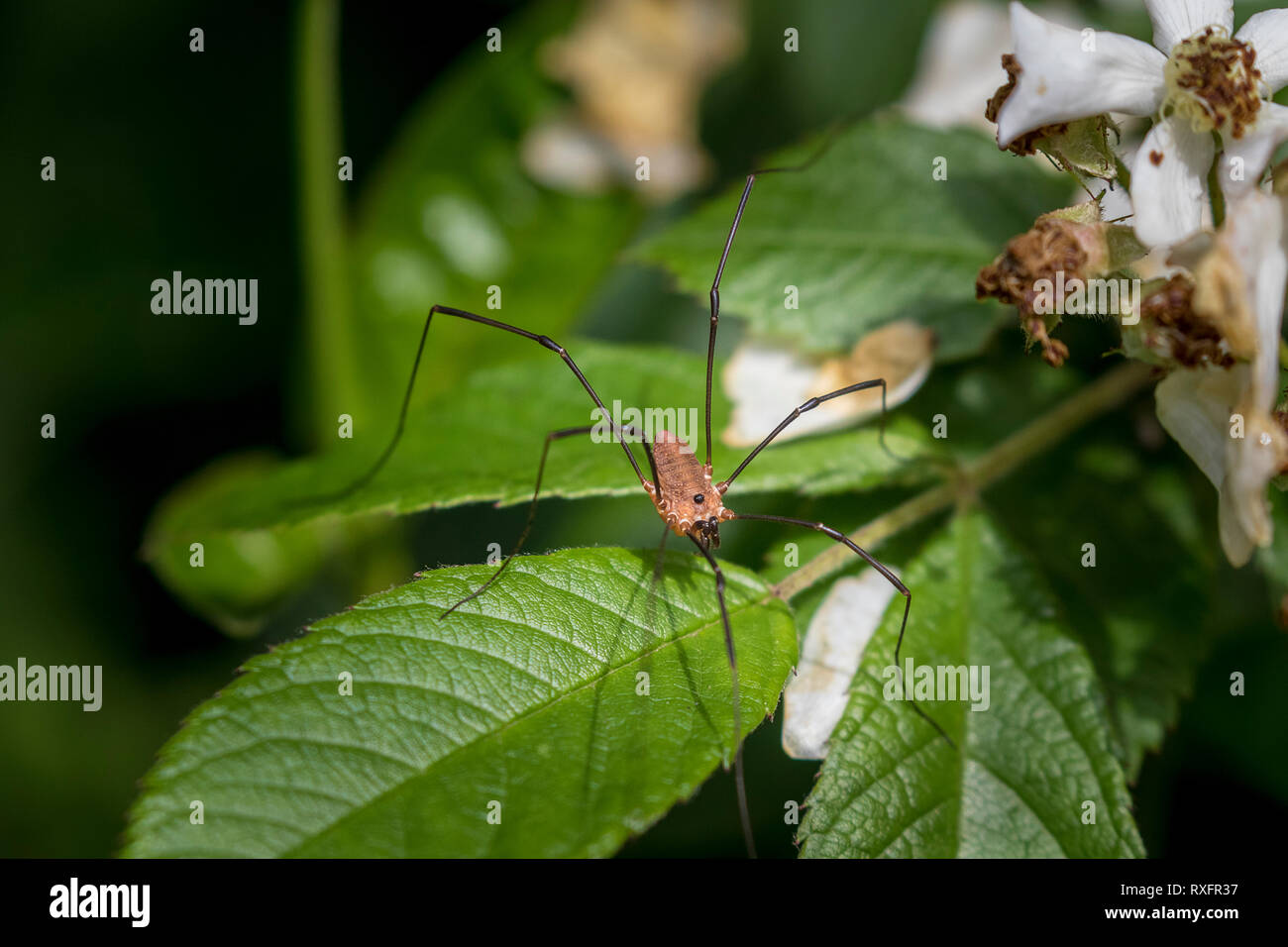 Long Leg High Resolution Stock Photography and Images - Alamy