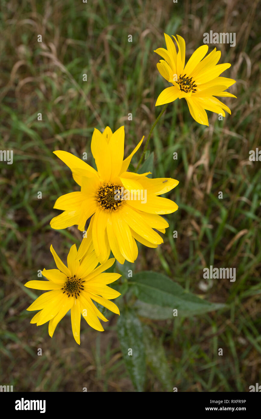 Ontario Wildflowers High Resolution Stock Photography and Images - Alamy