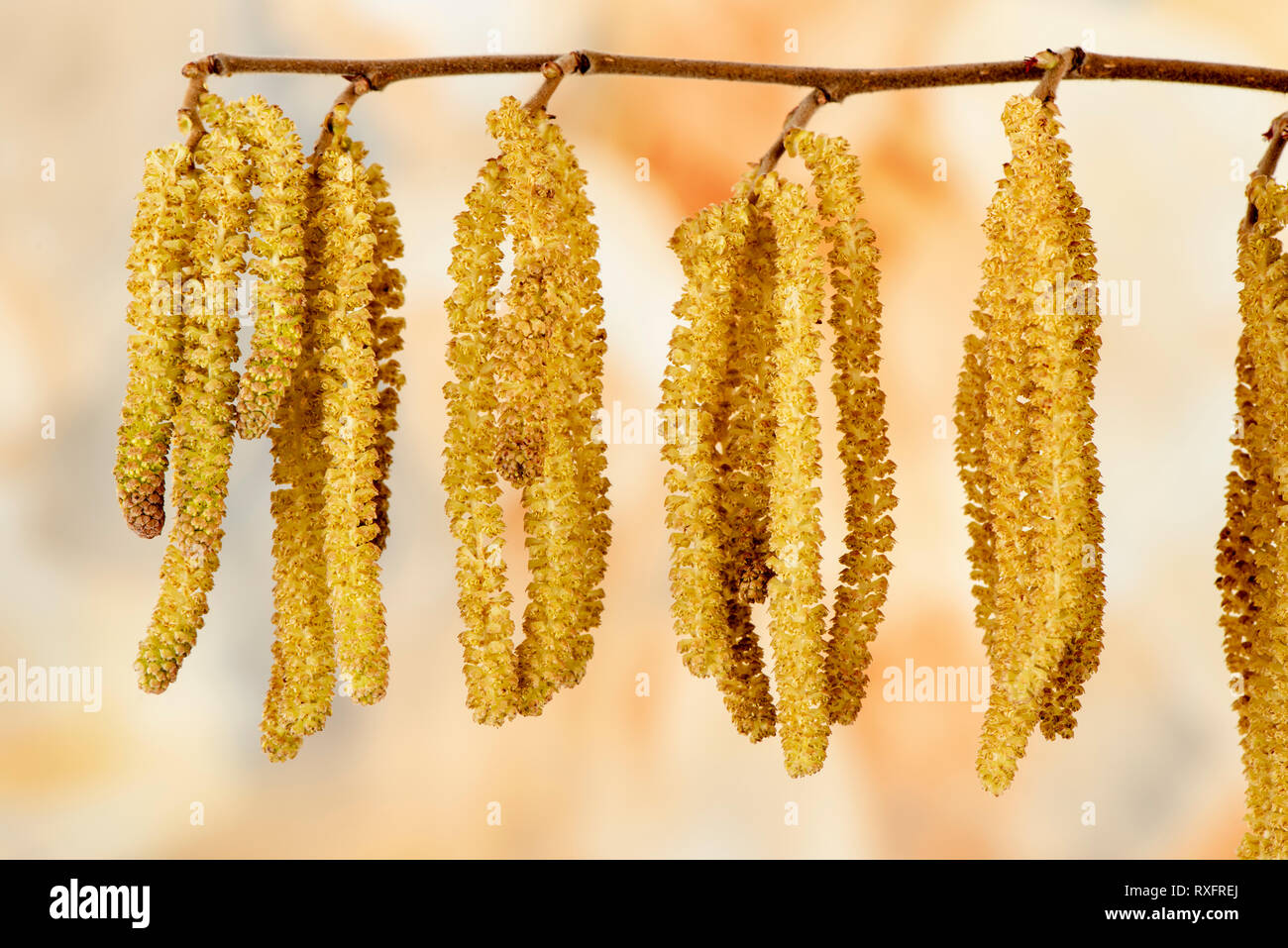 blooming hazelnut bush with pollen Stock Photo - Alamy