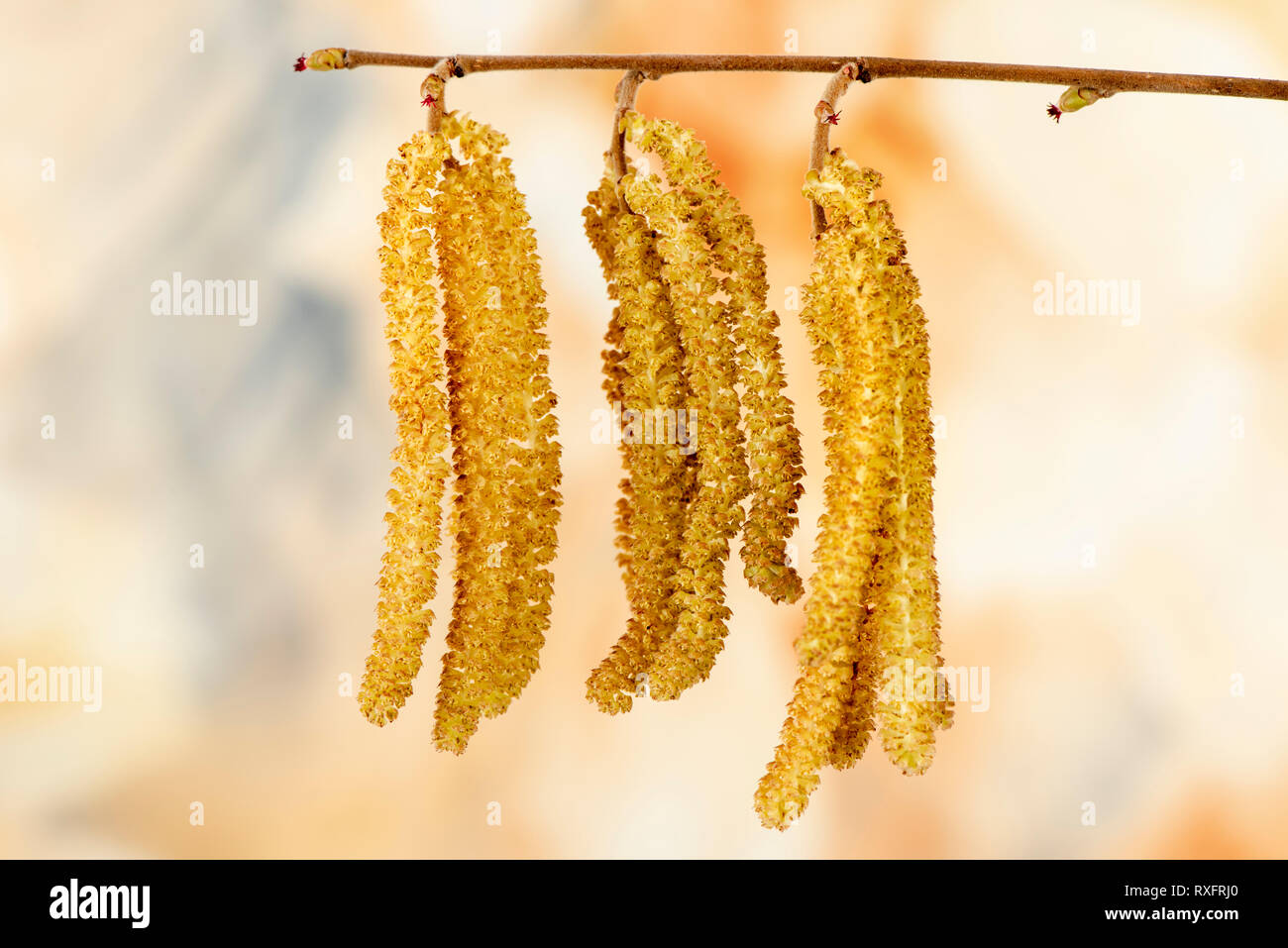 blooming hazelnut bush with pollen Stock Photo - Alamy