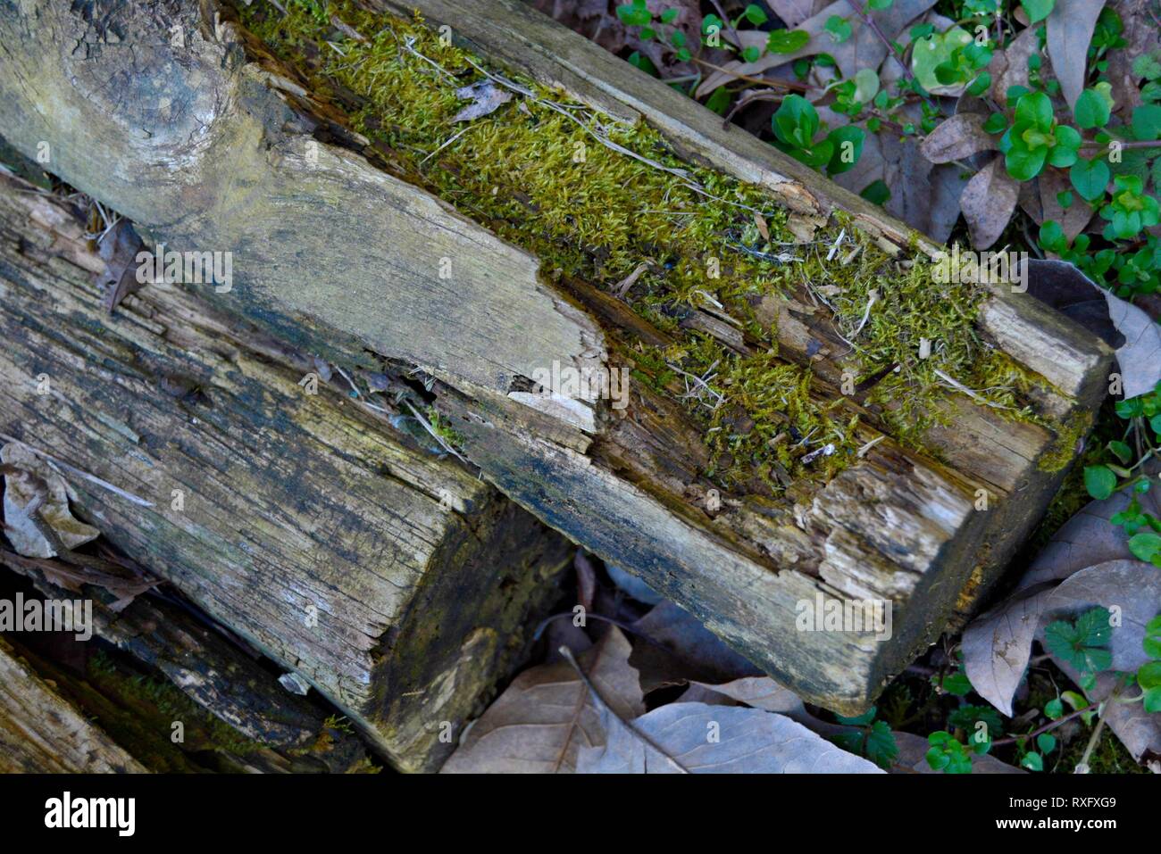 Green moss growing on a dead fallen log Stock Photo - Alamy