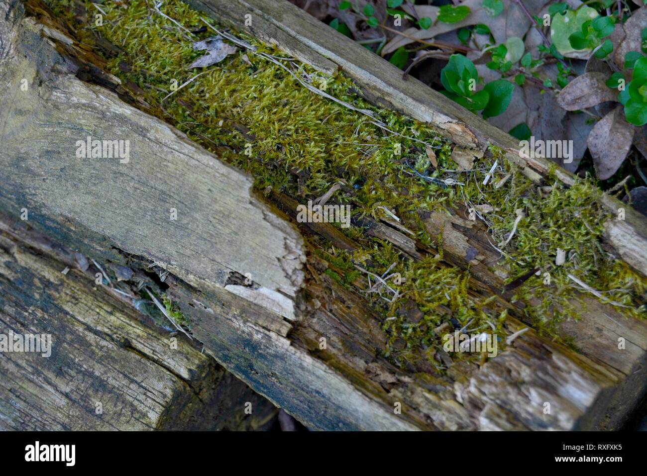 Moss dead leaves on hi-res stock photography and images - Alamy