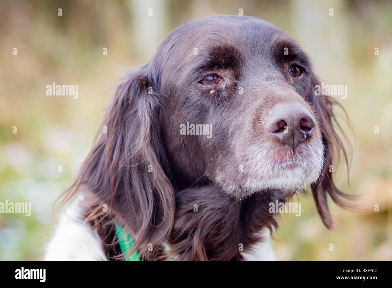 Menschen hunde hi-res stock photography and images - Alamy