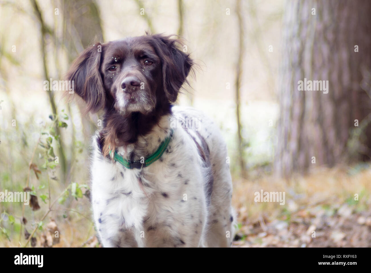 Hunde hi-res stock photography and images - Alamy