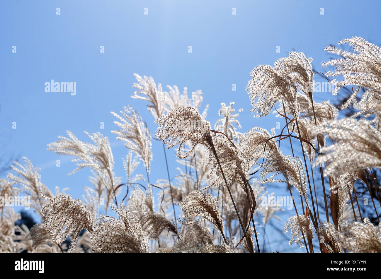 dry flowers of chinese silver grass in bright sunlight on winter day ...