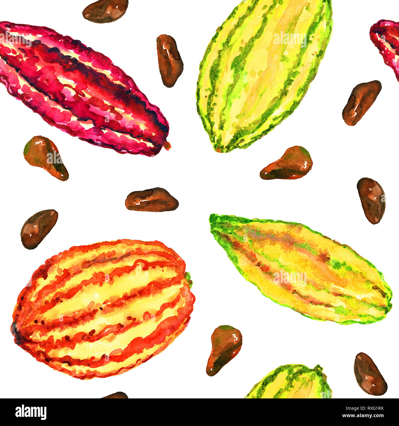 Cacao tree (theobroma) ripe beans varieties: trinitario, criollo ...