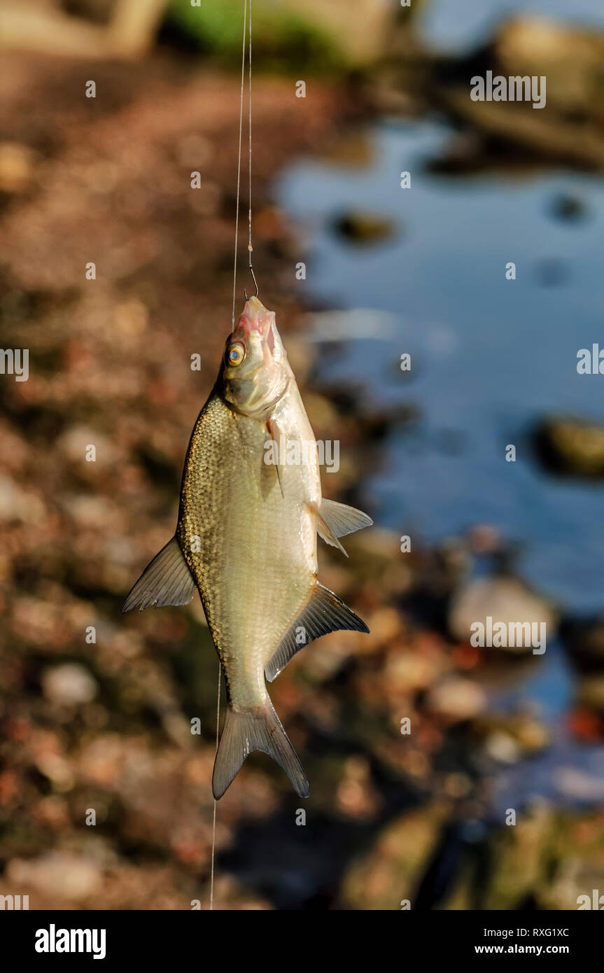 Fish bream caught in the Neva river in St. Petersburg Stock Photo - Alamy