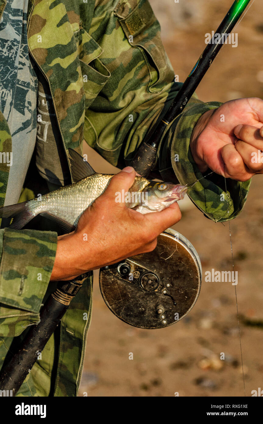 Fish bream caught in the Neva river in St. Petersburg Stock Photo - Alamy