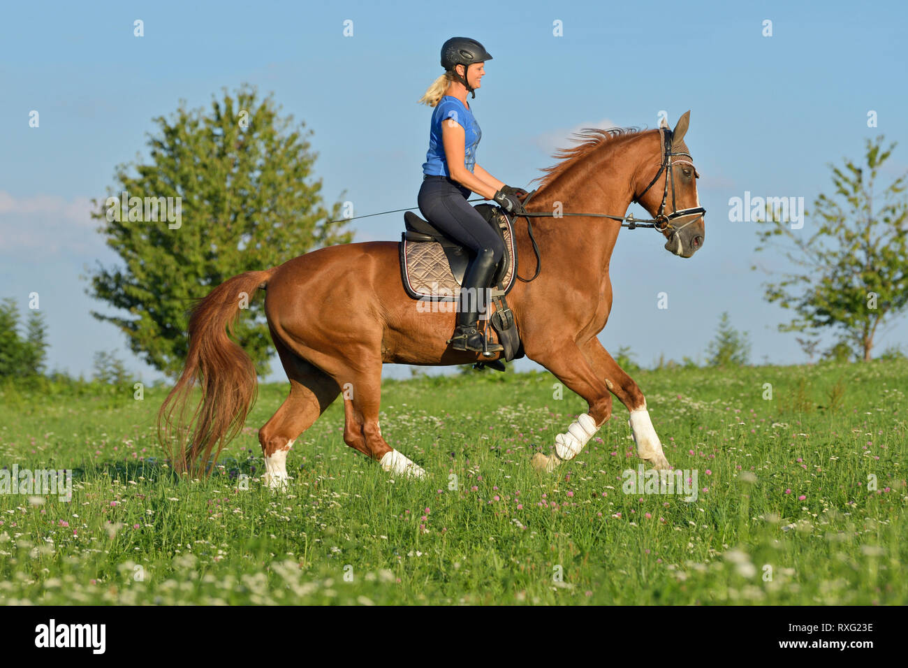 Cantering hi-res stock photography and images - Alamy