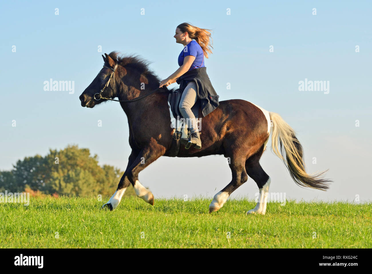 Horse rider cantering hi-res stock photography and images - Alamy