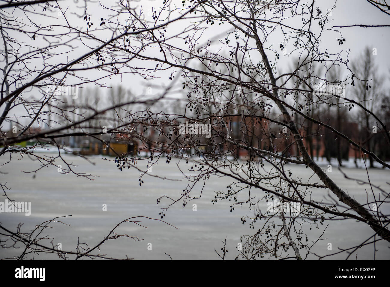 frozen bodies of water in deep winter under snow. trees frozen in ice ...