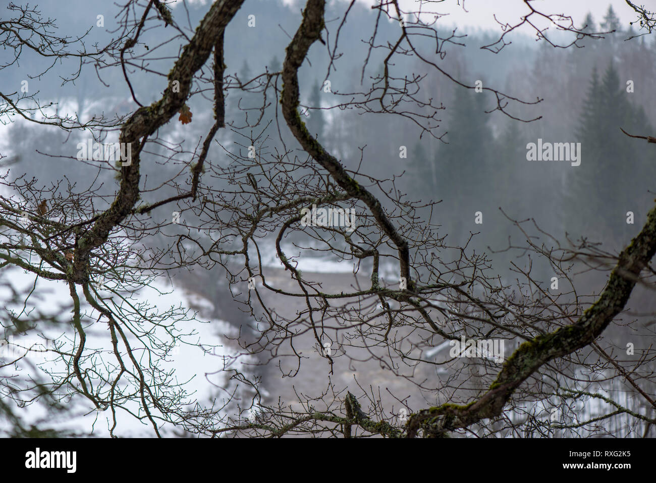 tree branches in bushes in winter cold weather on blur background ...