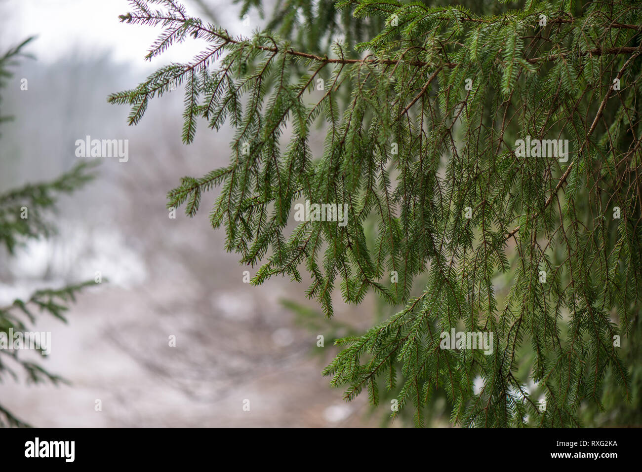 tree branches in bushes in winter cold weather on blur background ...