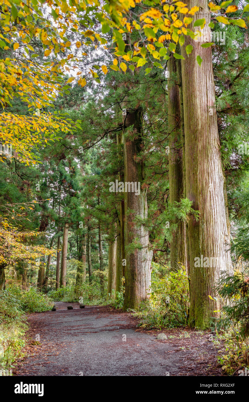 Japanese cedar forest hi-res stock photography and images - Alamy