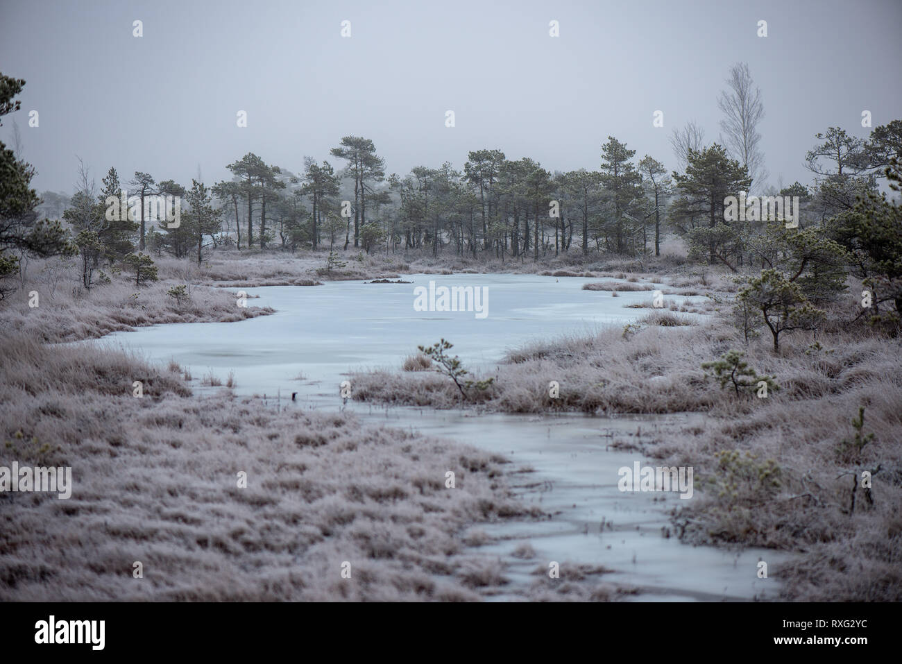 frozen bodies of water in deep winter under snow. trees frozen in ice ...