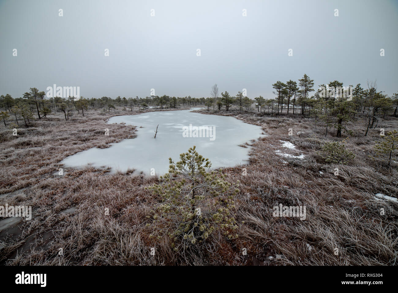 frozen bodies of water in deep winter under snow. trees frozen in ice ...