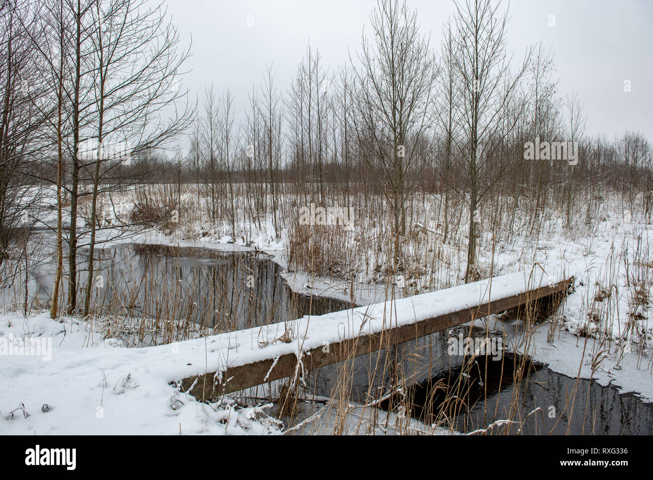frozen bodies of water in deep winter under snow. trees frozen in ice ...