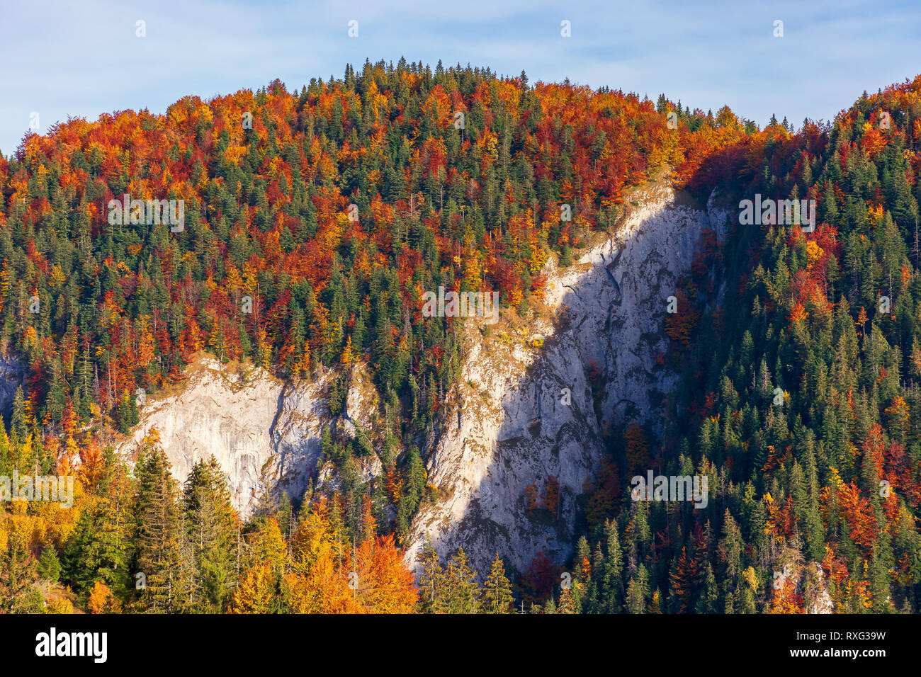 forested mountain with cliff in autumn. beautiful nature scenery in ...