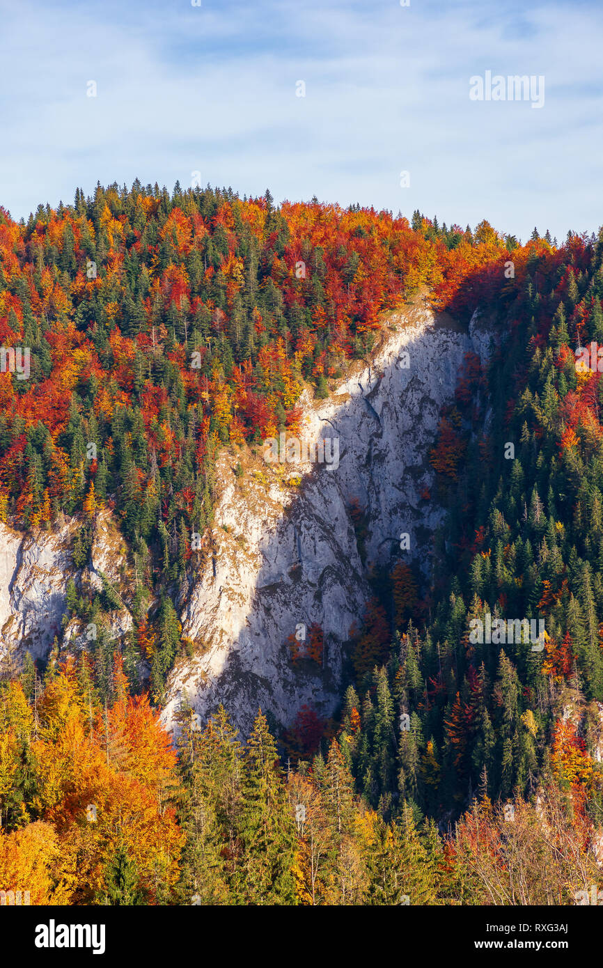 forested mountain with cliff in autumn. beech and spruce trees on a ...