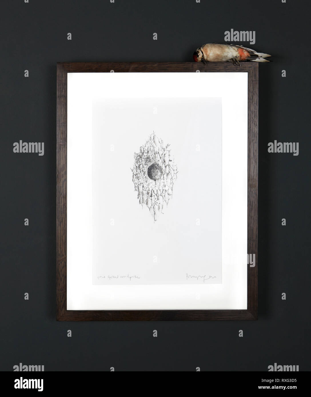 Polly Morgan Bird series artwork Stock Photo - Alamy