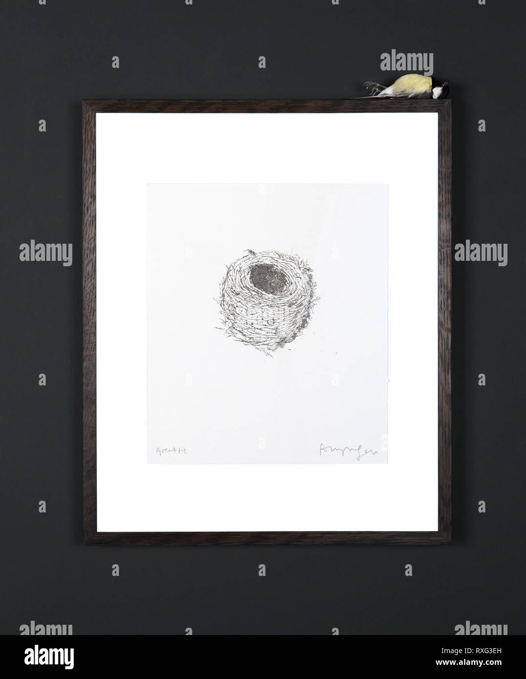 Polly Bird High Resolution Stock Photography and Images - Alamy