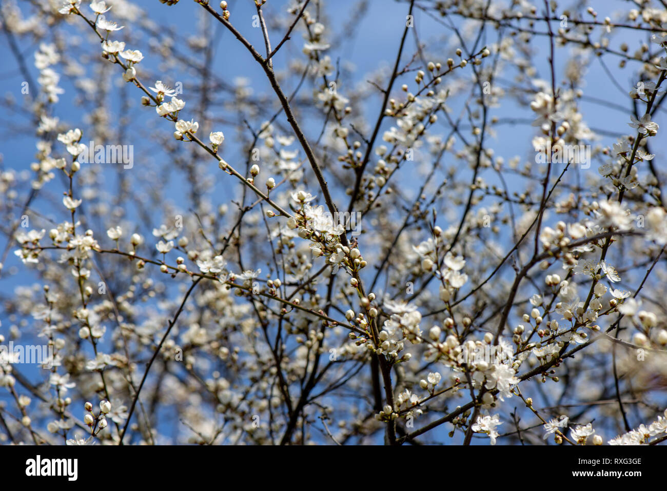 blooming cherry tree in spring with blue sky and white blossoms on blur ...