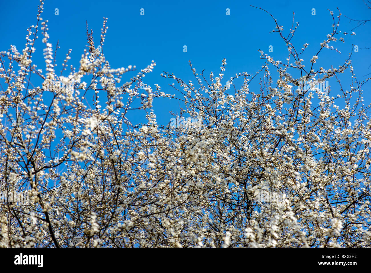 blooming cherry tree in spring with blue sky and white blossoms on blur ...