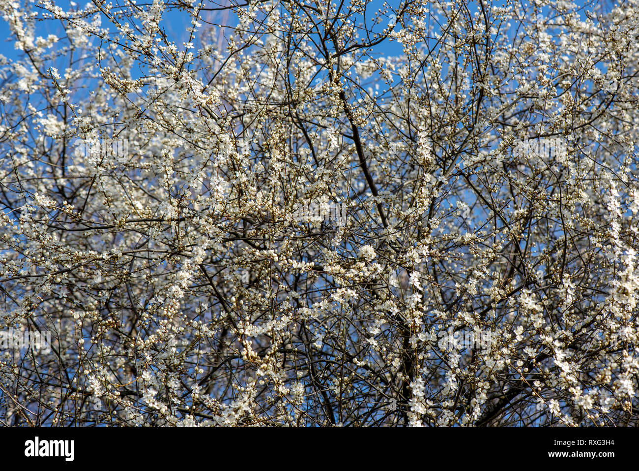 blooming cherry tree in spring with blue sky and white blossoms on blur ...