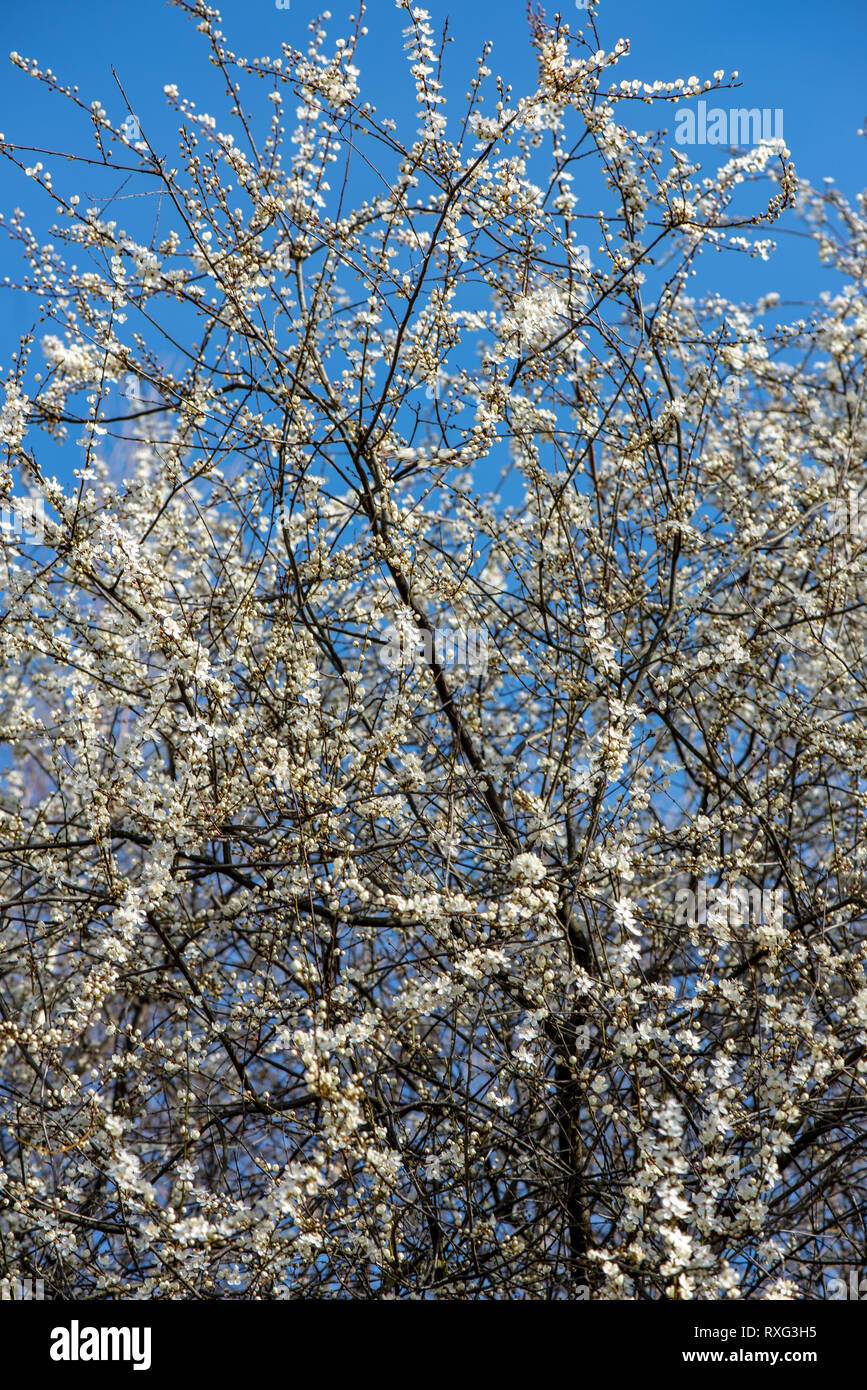 blooming cherry tree in spring with blue sky and white blossoms on blur ...