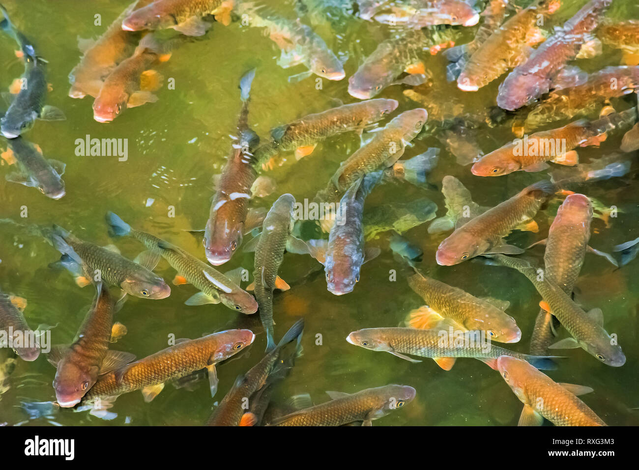 trout fishing background. fish swimming in almost transparent water of ...