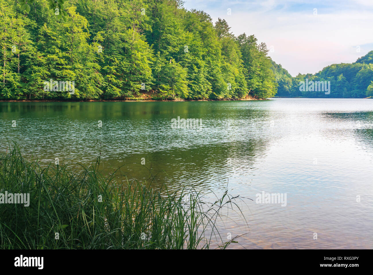 beautiful scenery near the lake among beech forest with grassy shore ...