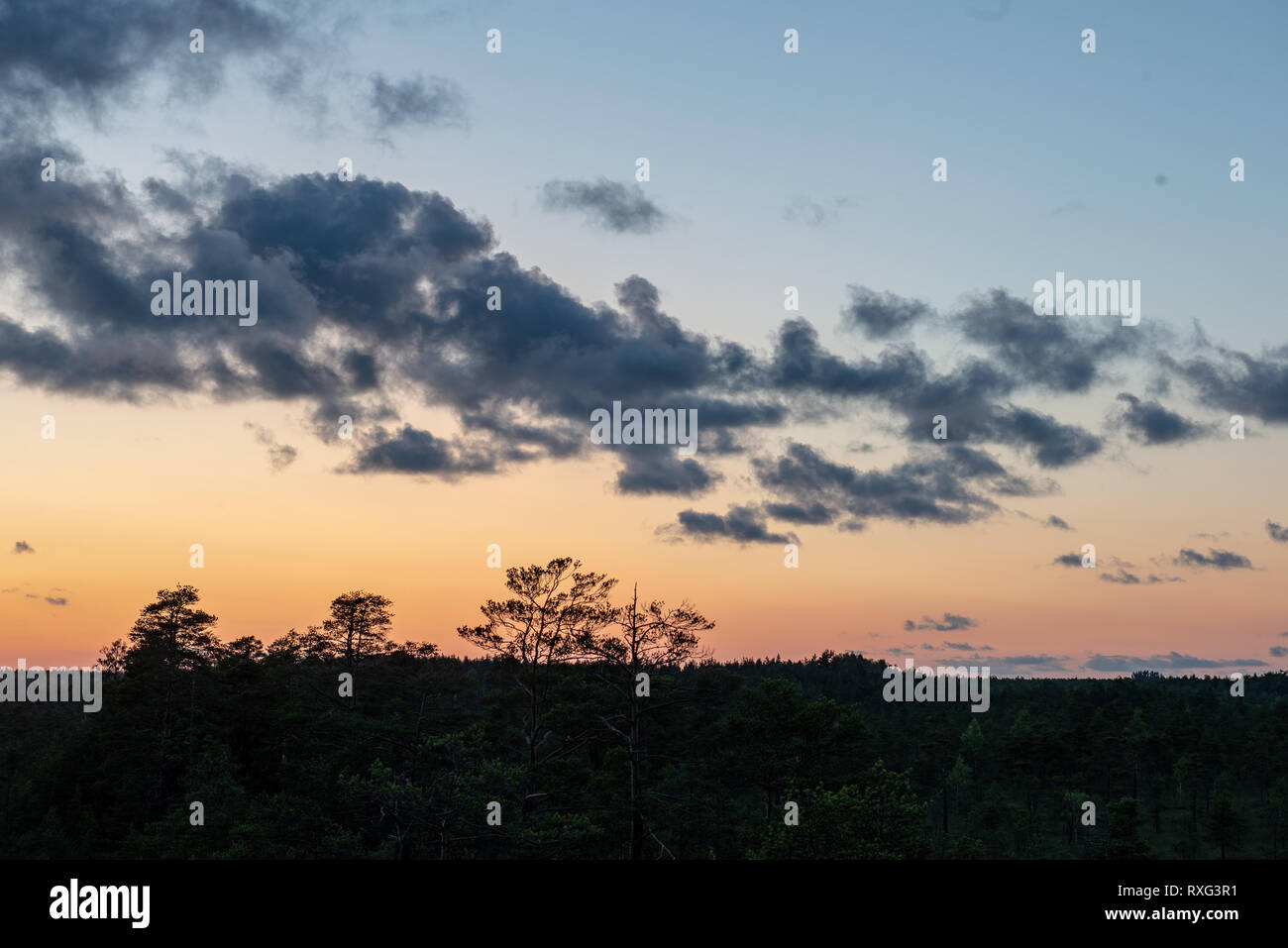 sunset over trees in forest. dramatic red and blue night sky Stock ...