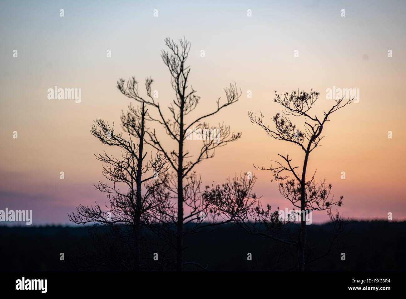 sunset over trees in forest. dramatic red and blue night sky Stock ...