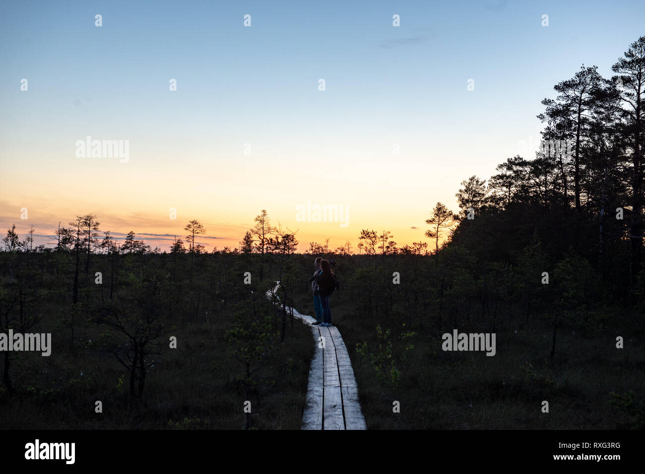 sunset over trees in forest. dramatic red and blue night sky Stock ...